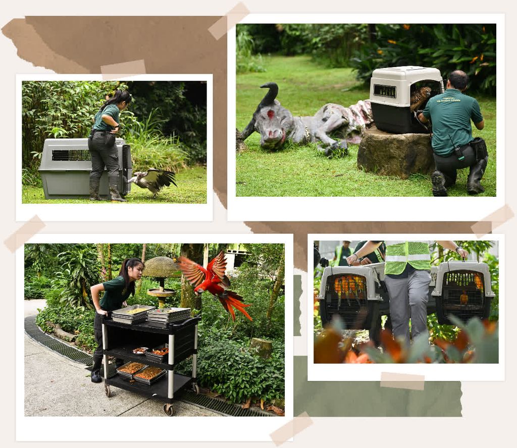 A flight to paradise: The bird park’s journey to Mandai | The Straits Times