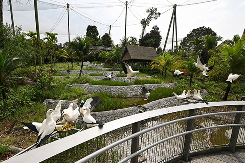 A flight to paradise: The bird park’s journey to Mandai | The Straits Times