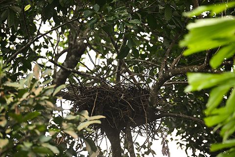 A flight to paradise: The bird park’s journey to Mandai | The Straits Times