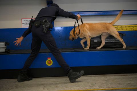 Working like a dog: A closer look at canines with jobs