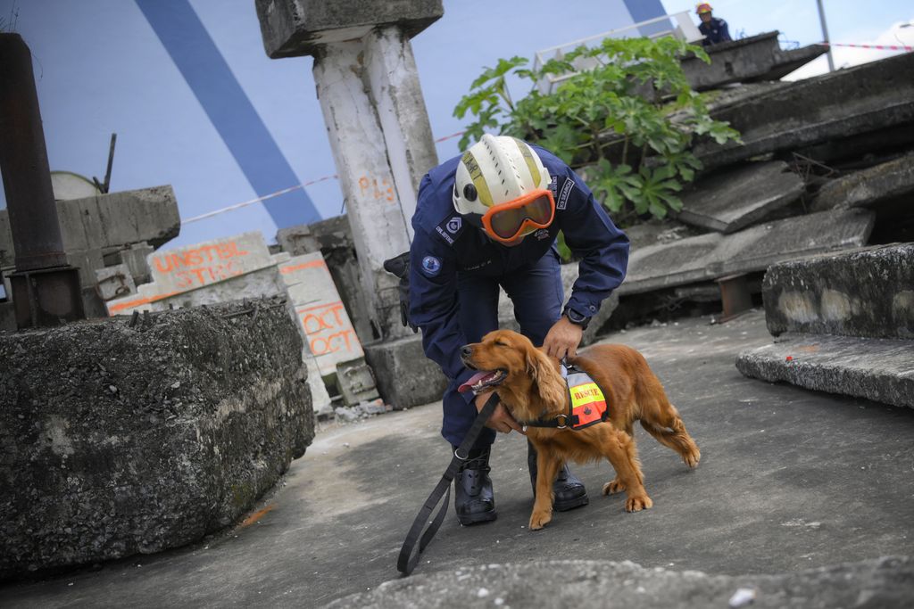 Working like a dog: A closer look at canines with jobs