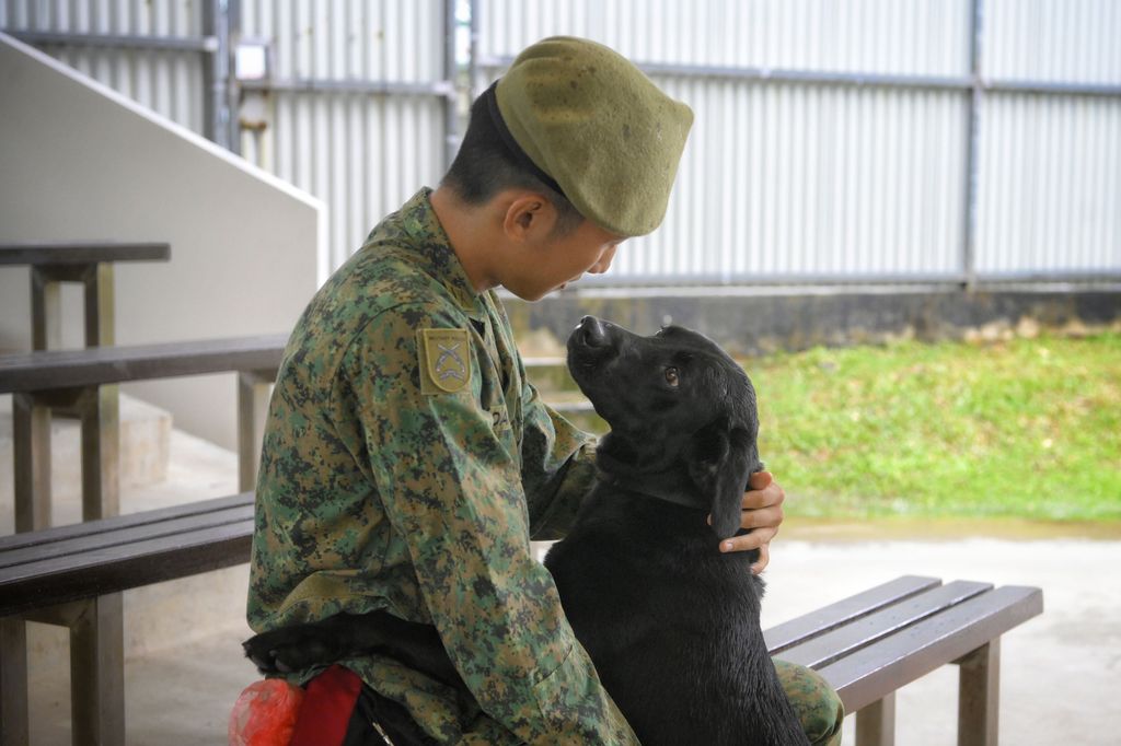 Working like a dog: A closer look at canines with jobs