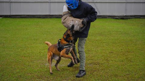 Working like a dog: A closer look at canines with jobs