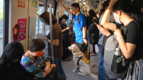 Working like a dog: A closer look at canines with jobs