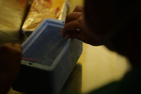 The art and science of egg banking