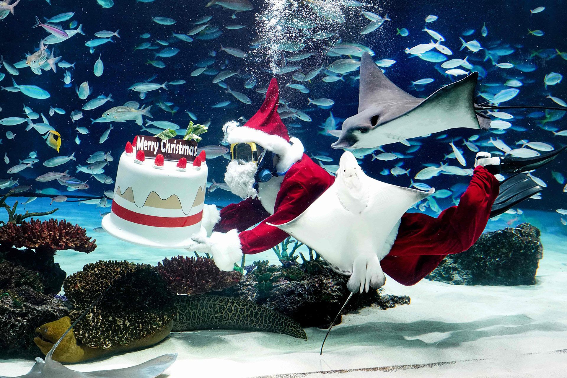 The Week in Pictures | The Straits Times