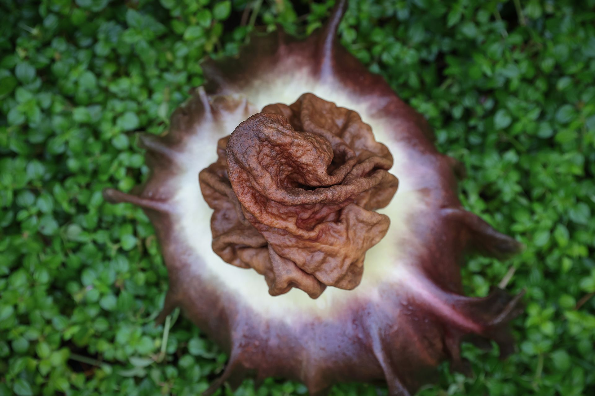 The Week in Pictures | The Straits Times