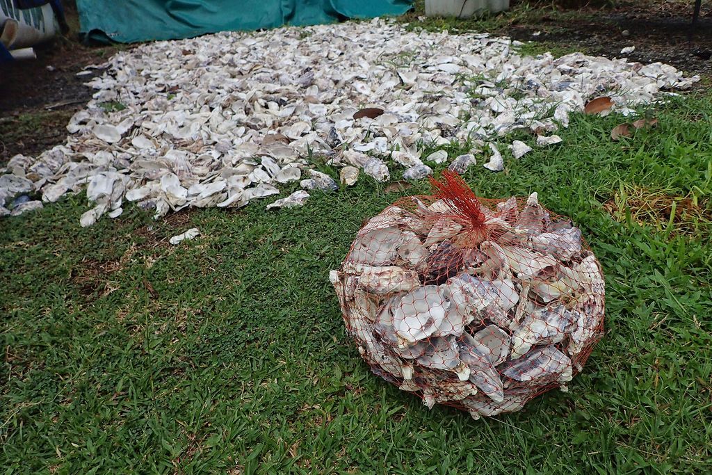 Can discarded oyster shells help shape a greener future for S’pore?