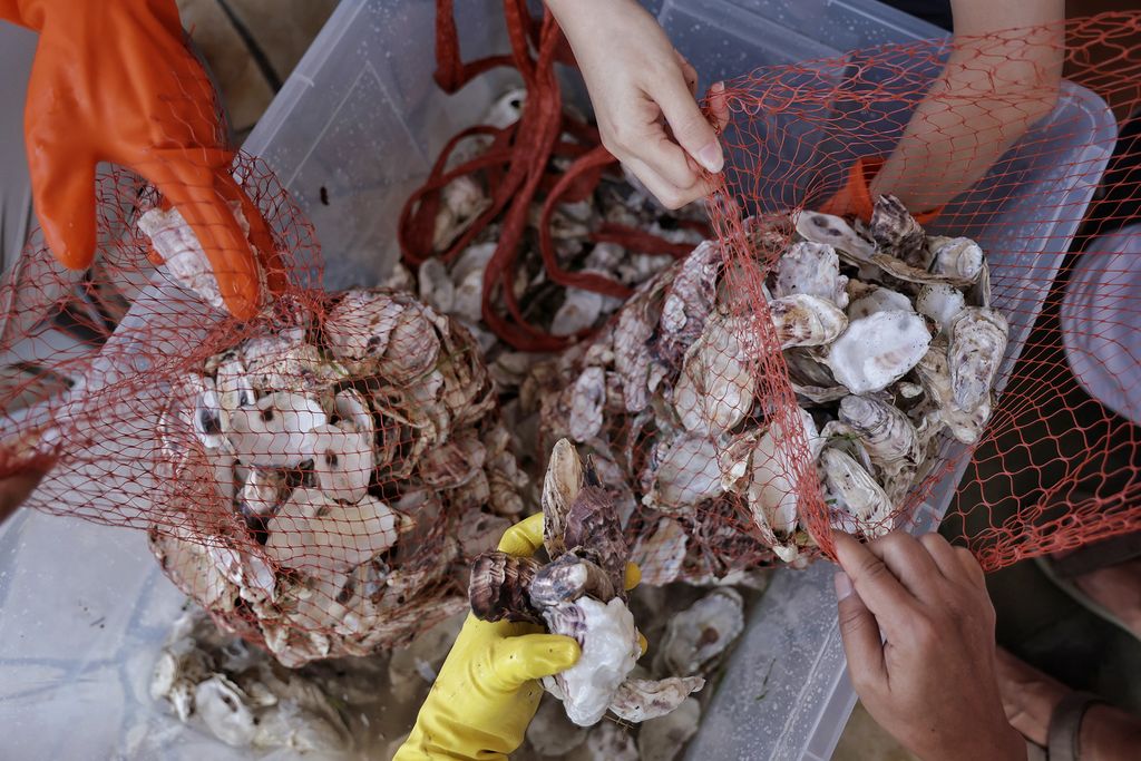 Can discarded oyster shells help shape a greener future for S’pore?