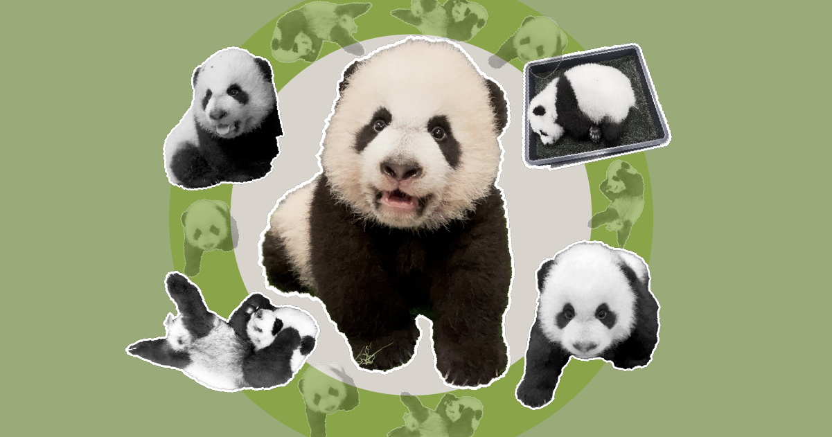 First panda cub born in Singapore: He's unbearably cute | The Straits Times