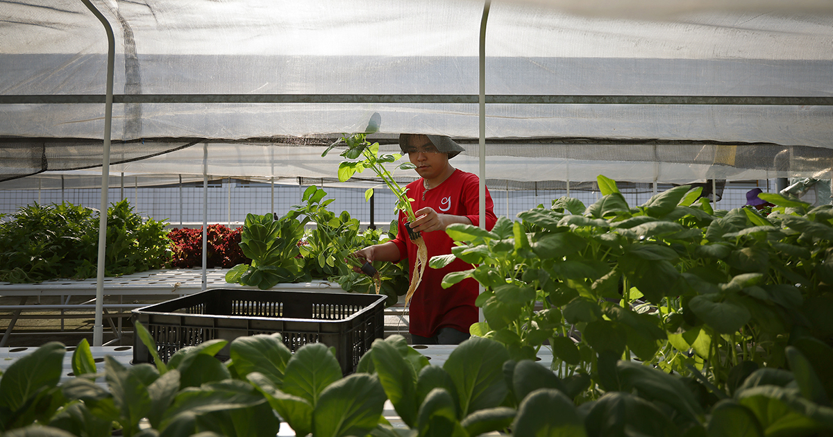 Nature and nurture: This urban farm in S'pore has a very special mission