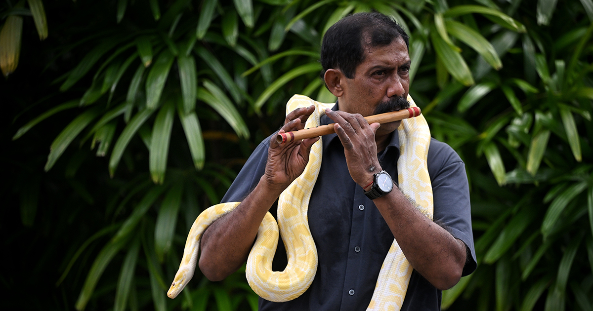 A charmed life: Meet Singapore’s snake king | The Straits Times